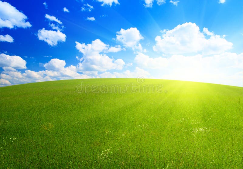 Perfect summer grass stock image. Image of countryside - 8703575