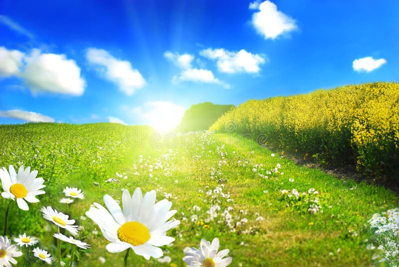 Perfect sun stock image. Image of nature, green, camomile - 8769913