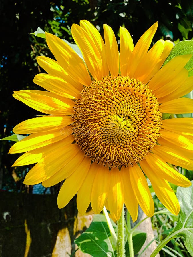 Perfect Sunflower, Back To Nature Stock Photo - Image of front, bloom ...