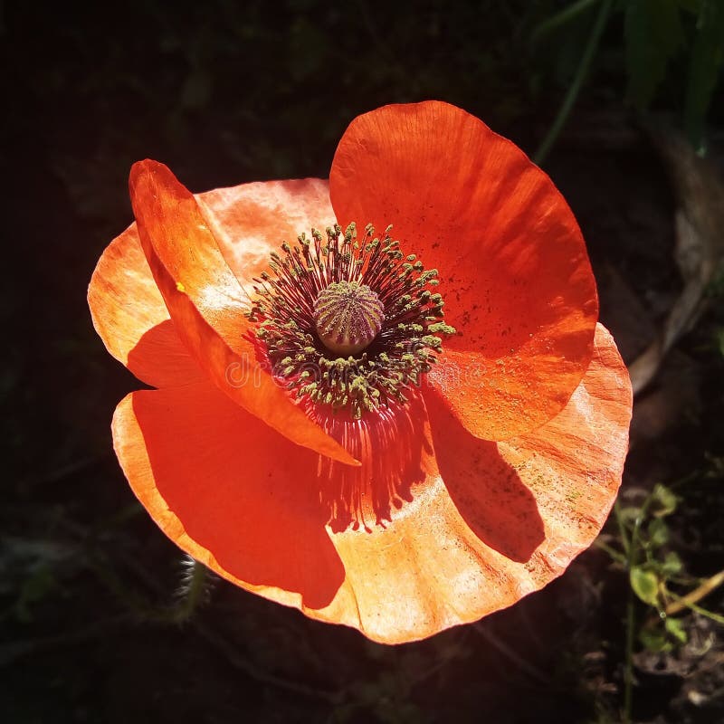One red poppy close-up stock image. Image of beauty - 152774277