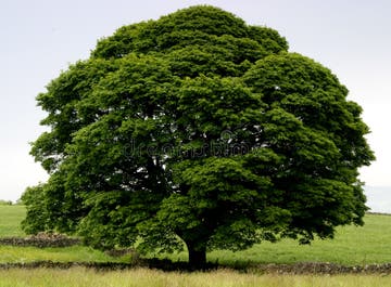 Perfect Tree stock photo. Image of sycamore, calm, farm, forest - 4706