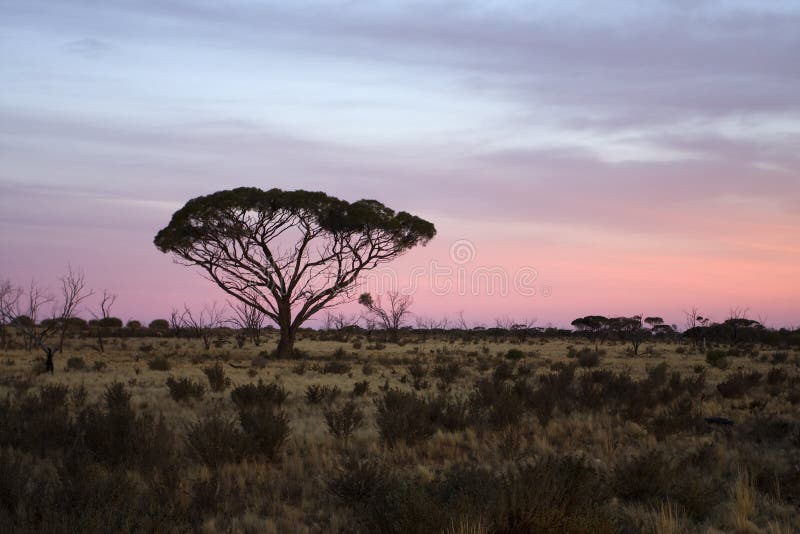 Perfect Tree - Winter stock image. Image of tree, farm, winter - 69023