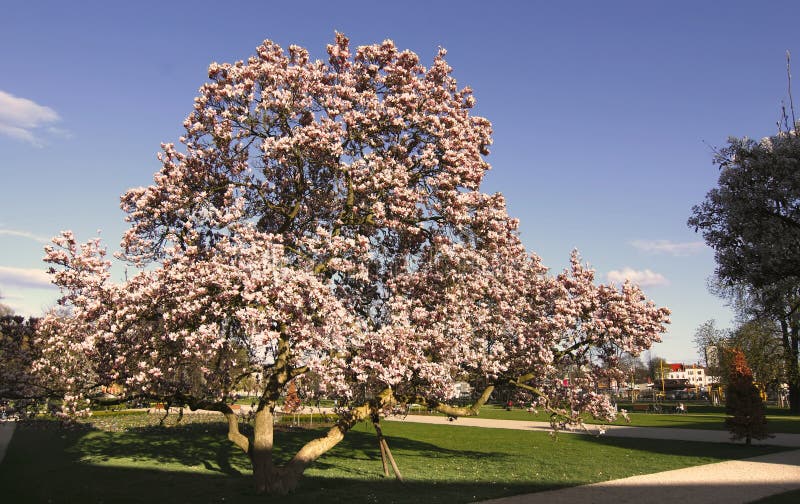 Perfect tree stock image. Image of colors, bloom, magnolia - 4945517