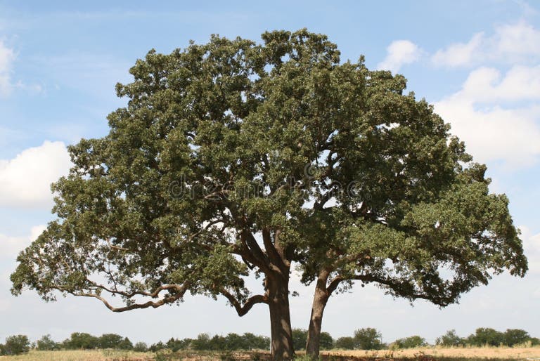 The Perfect Tree stock image. Image of leaves, horizon - 947057