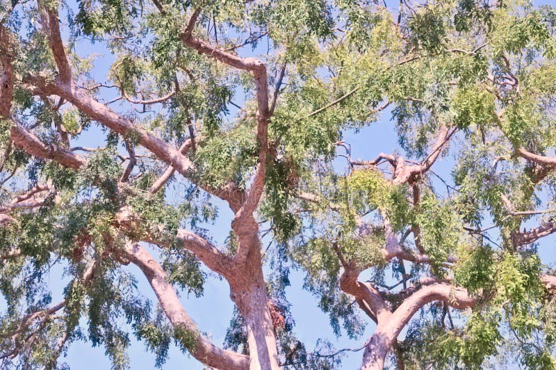 A Perfect Tree for Climbing Stock Photo - Image of tree, climb: 176596158