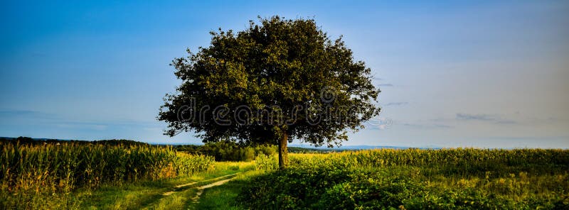 The perfect tree stock image. Image of spring, beautyful - 108578913