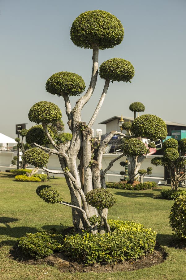 The perfect tree stock photo. Image of topiary, green - 83378274