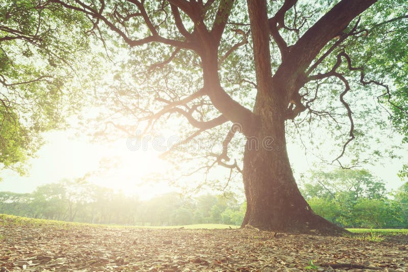 The Perfect Tree and Sunset in Park Stock Photo - Image of east ...