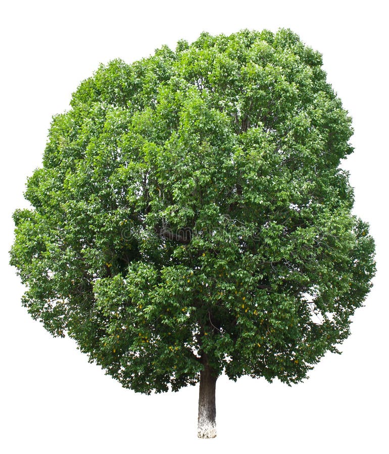 Oak Tree on a White Background Stock Image - Image of mighty, broadleaf ...