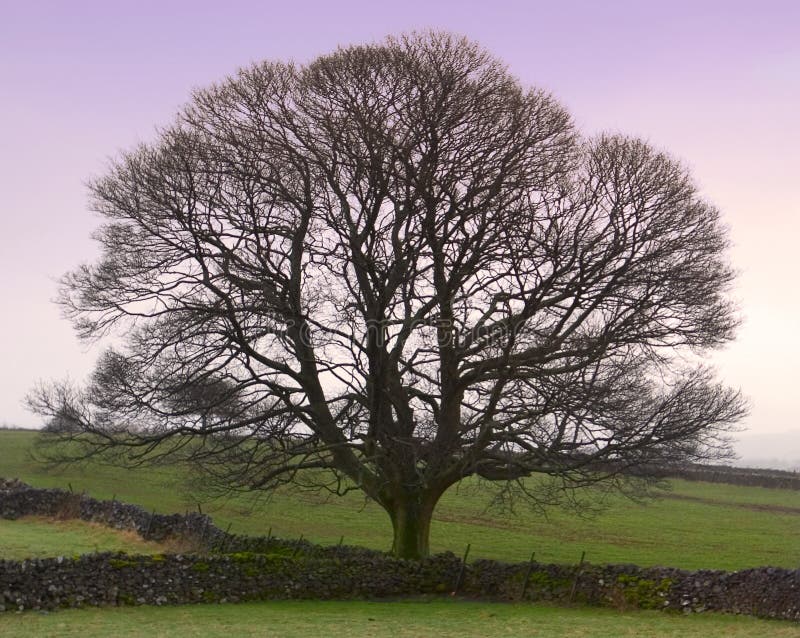 Perfect Tree stock photo. Image of sycamore, calm, farm, forest - 4706
