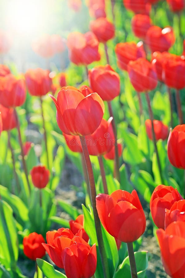 Perfect tulips and sun stock photo. Image of farm, lawn - 8139284