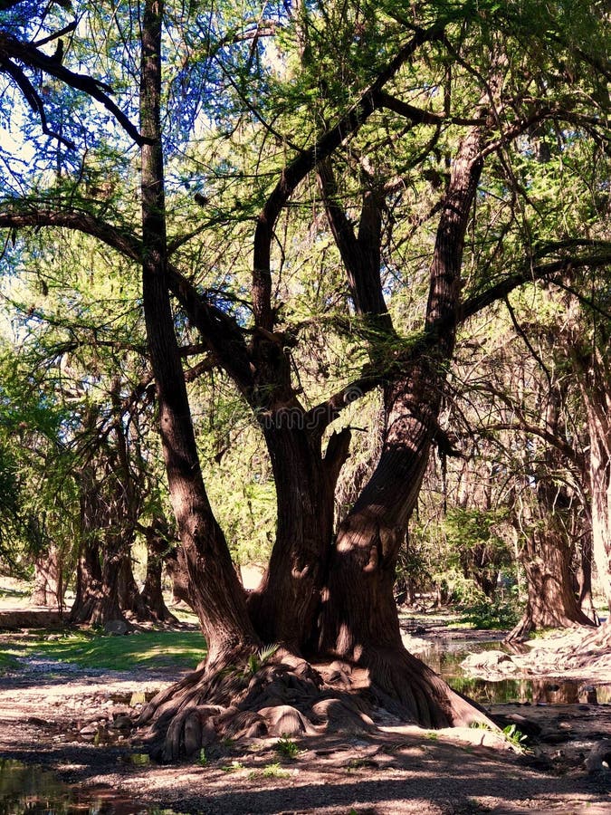 Perfect view stock photo. Image of color, three, view - 113197590