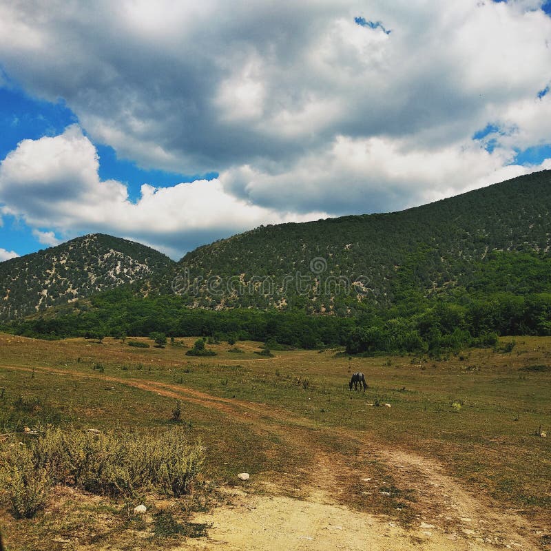 Perfect view stock image. Image of perfect, horse, view - 161482799