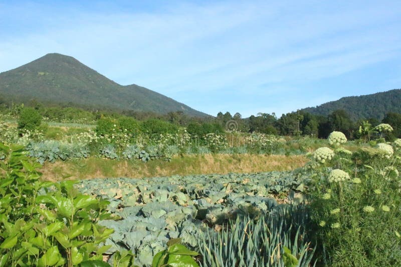 Perfect view from Puncak stock photo. Image of puncak - 262934816