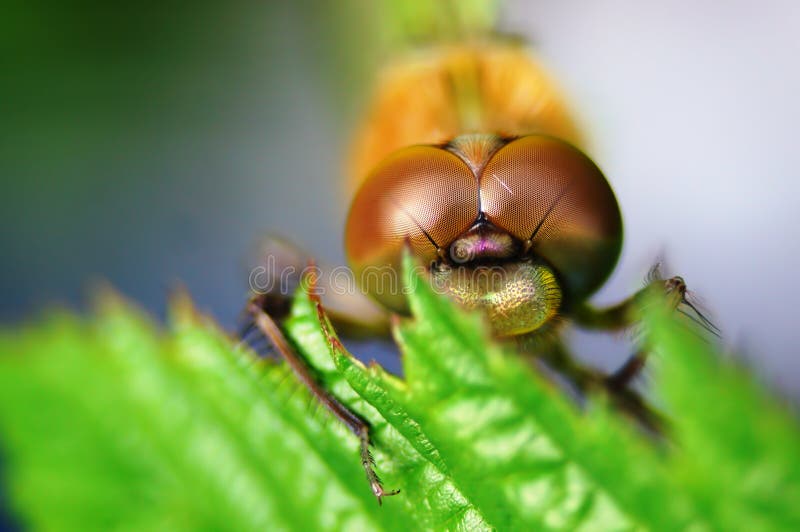 Perfect vision. Dragonfly. stock image. Image of dragonfly - 40677931