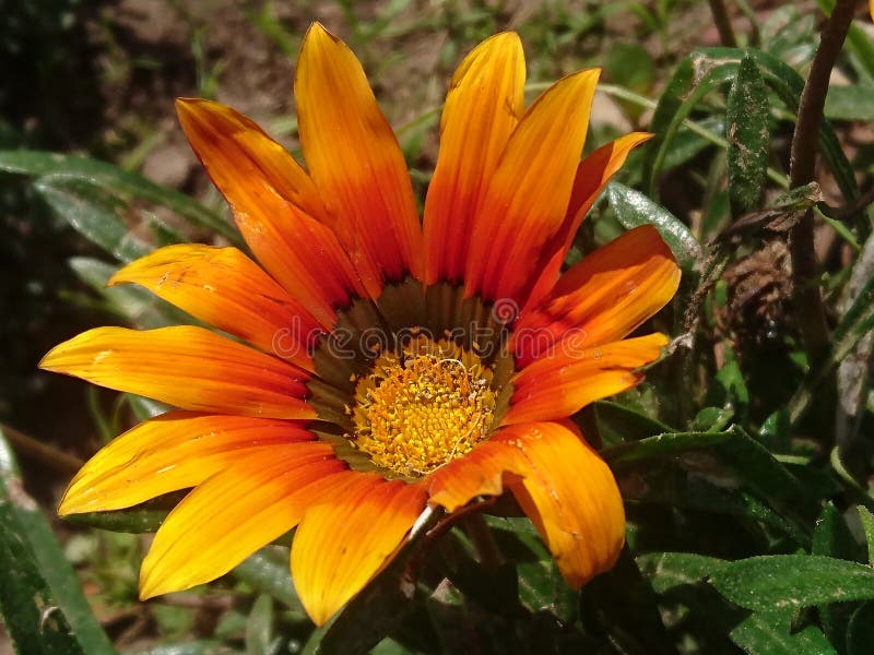 Sunday Yellow Flower stock photo. Image of flower, clounds - 103739358