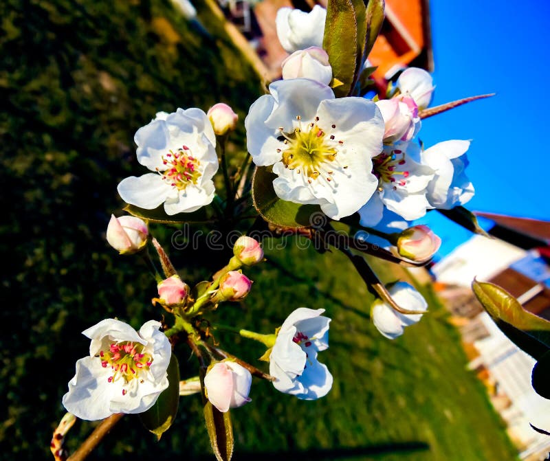 Perfect white flower stock image. Image of white, yellow - 224457409