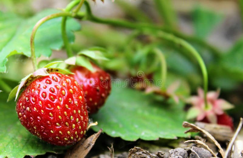 Perfect wild strawberry stock photo. Image of green - 166548658