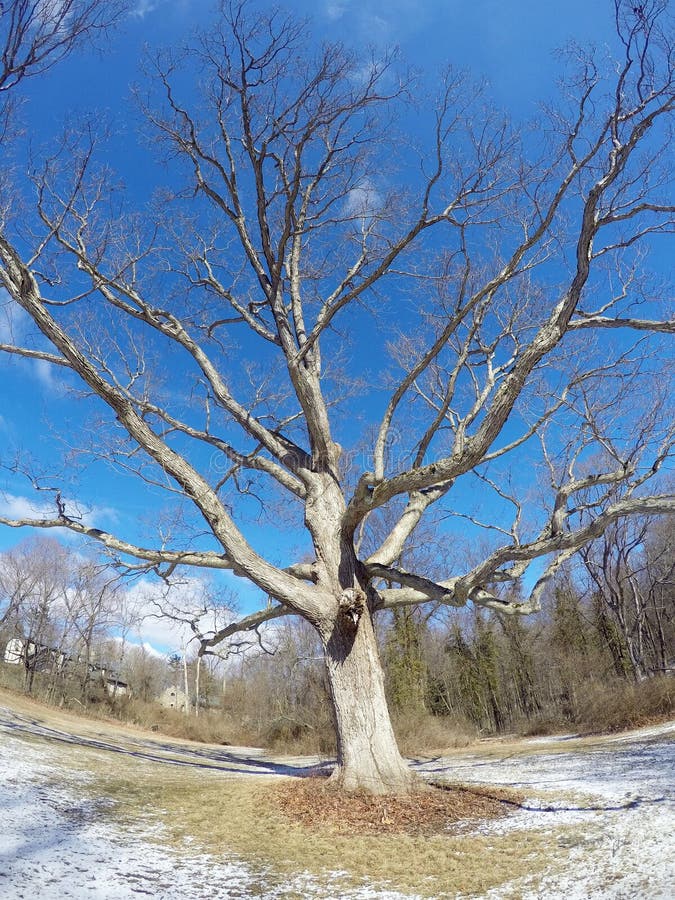 Perfect winter day stock image. Image of branches, skies - 143142779