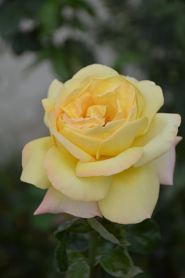 Perfection of a park rose stock image. Image of rose - 109178145