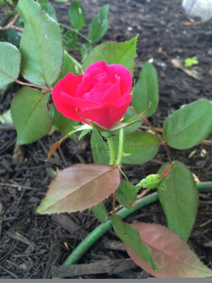 Perfection stock image. Image of rose, pink, nature, flower - 43322681