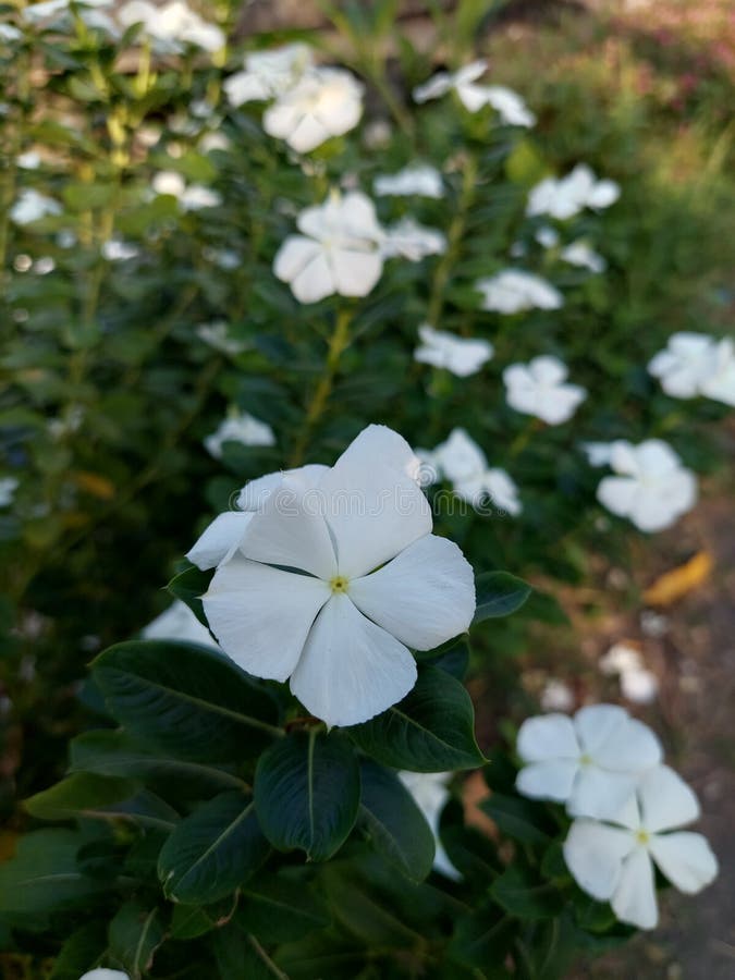 Perfectly Blooming White Flowers Stock Image - Image of branch ...