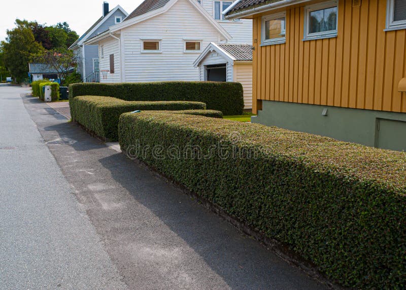 Perfectly Cut Hedge in Front of a Yellow House Stock Photo - Image of ...