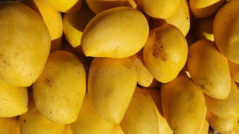 Perfectly Ripe Philippine Mango Stock Photo - Image of refreshment ...