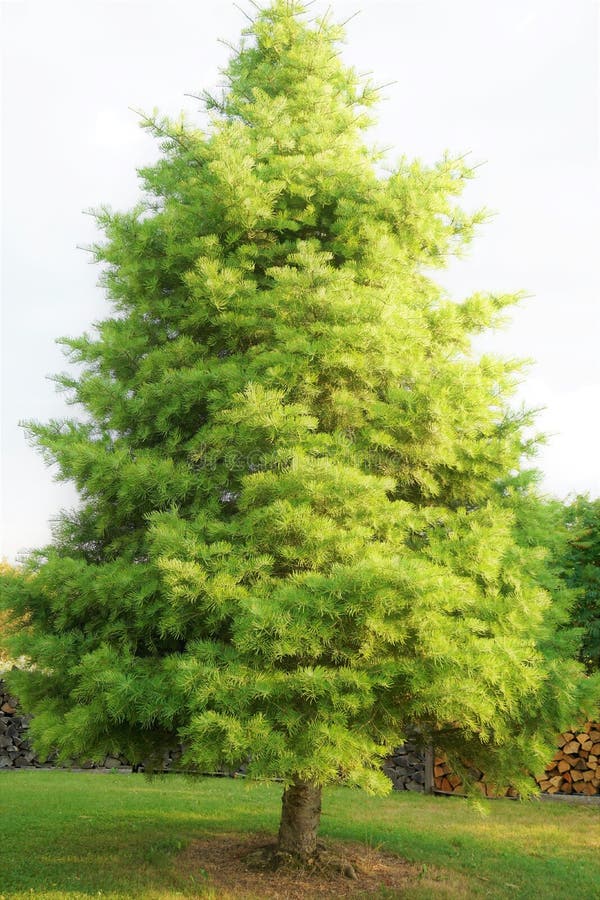 Perfectly shaped conifer stock image. Image of conifer - 98594479