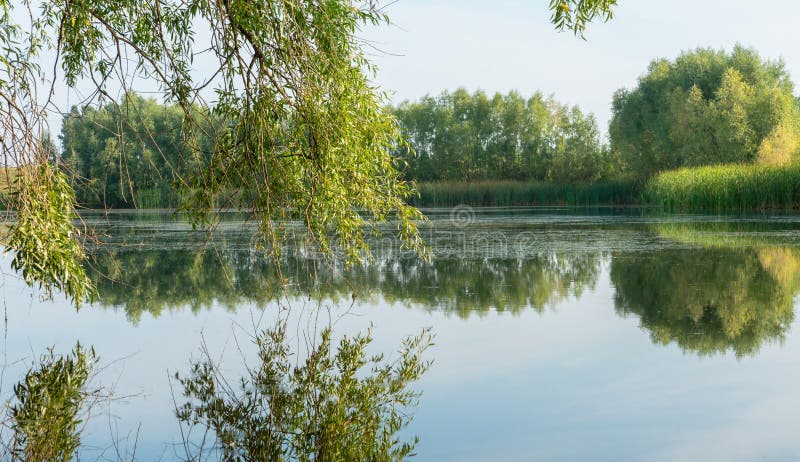 Perfectly Smooth Water Surface on Lake in the Forest. Summer Landscape ...
