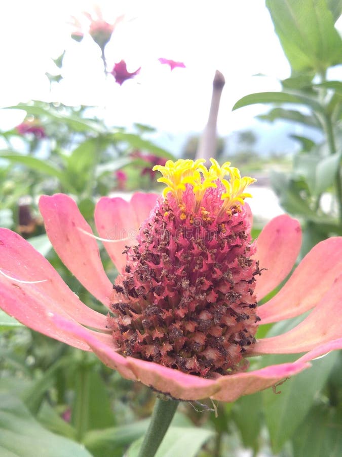 Perfectly spotted flower stock image. Image of shrub - 177937329