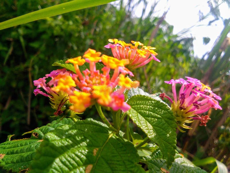 Perfectly spotted flower stock image. Image of invertebrate - 177937345