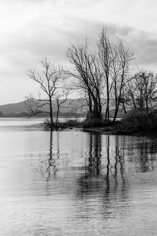 Symmetric Skeletal Trees Reflections on a Lake with Perfectly Still ...