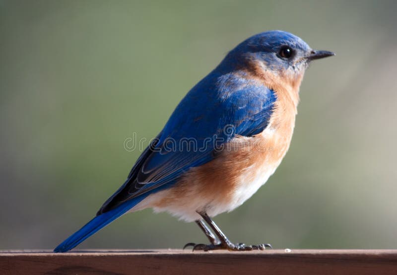 Perfil azul del pájaro imagen de archivo. Imagen de escuchar - 7707337