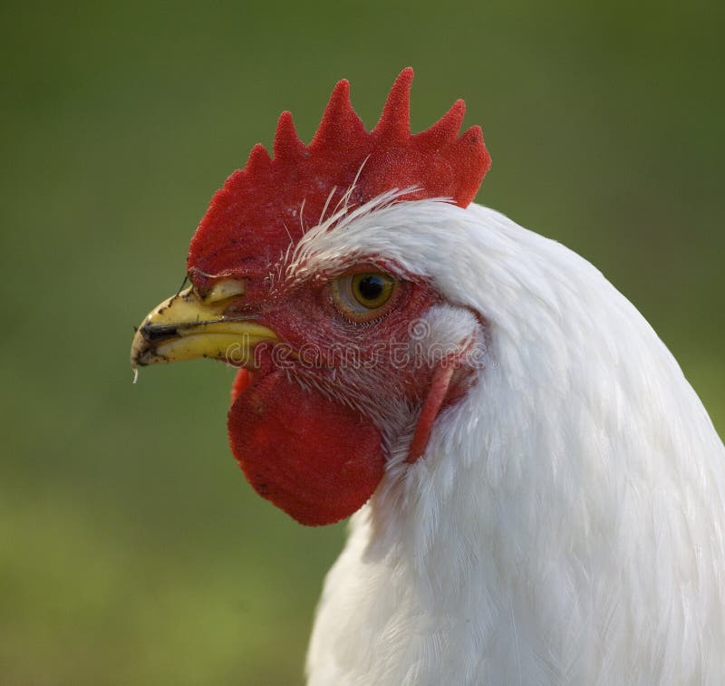 Huevos De Pollo Blanco Con Orejas De Conejo Y Colas En La Cama Flores ...