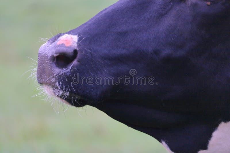 Perfil Cercano De La Cara Del ` S De La Vaca Imagen de archivo - Imagen ...