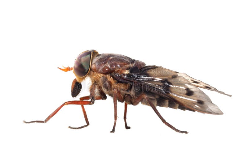 Perfil Da Mosca De Cavalo Isolado No Branco Foto de Stock - Imagem de ...