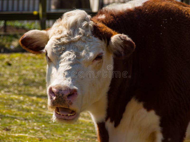 Boca de vaca foto de stock. Imagem de vacas, leite, leiteria - 215939738
