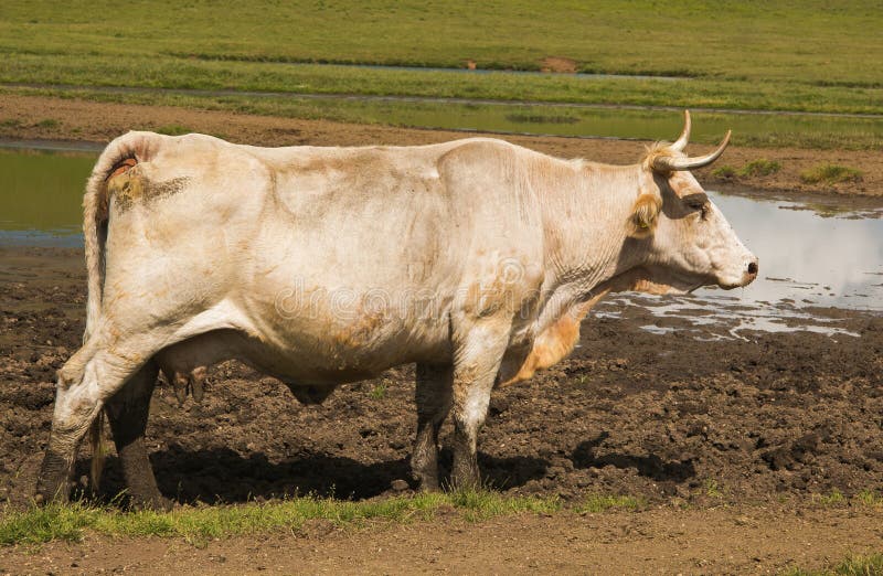 Perfil Da Vaca Grande Branca Foto de Stock - Imagem de folhagem ...