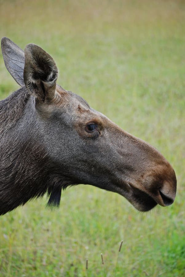 Perfil de alces fêmeas imagem de stock. Imagem de grande - 6091471