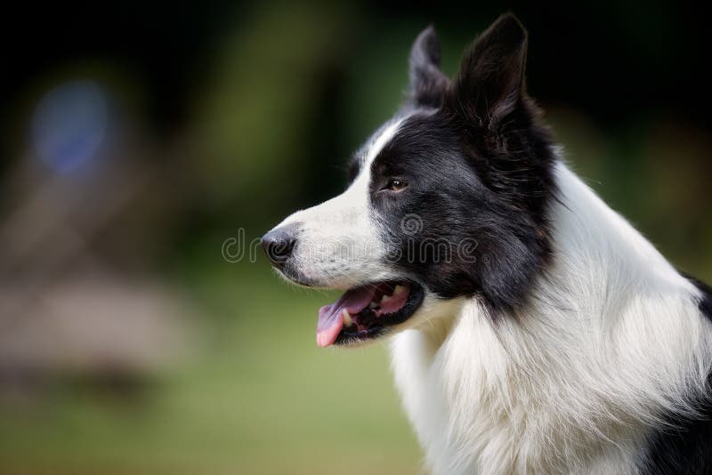 Cão Adulto De Border Collie Foto de Stock - Imagem de se, sheepdog ...