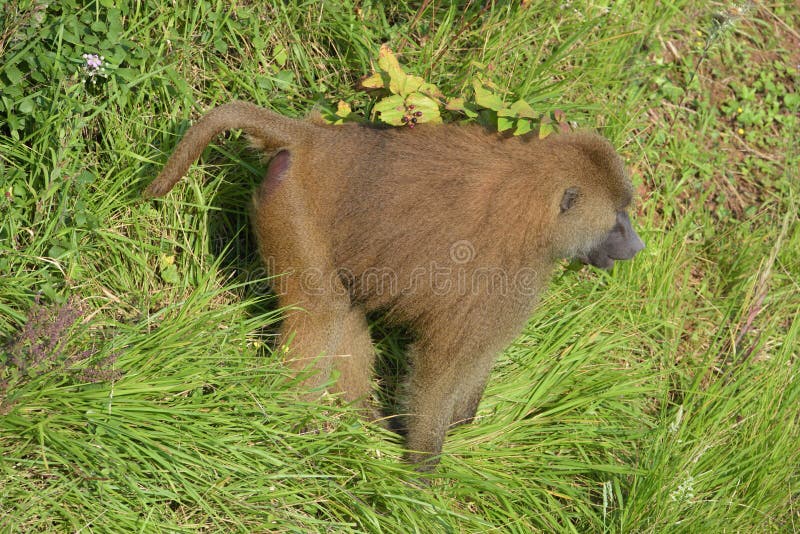 Perfil De Canguro De Guinea Macho Con Pasto Alto. Foto de archivo ...