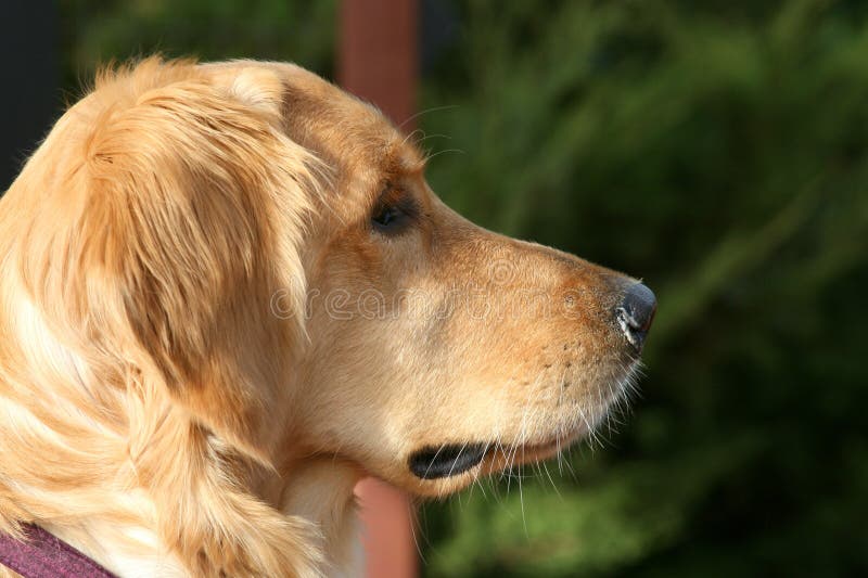 Perfil De Un Perro Del Perro Perdiguero De Oro Imagen de archivo ...