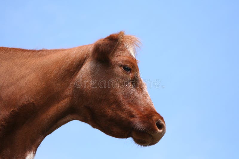 3,049 Perfil De La Vaca Fotos de stock - Fotos libres de regalías de ...