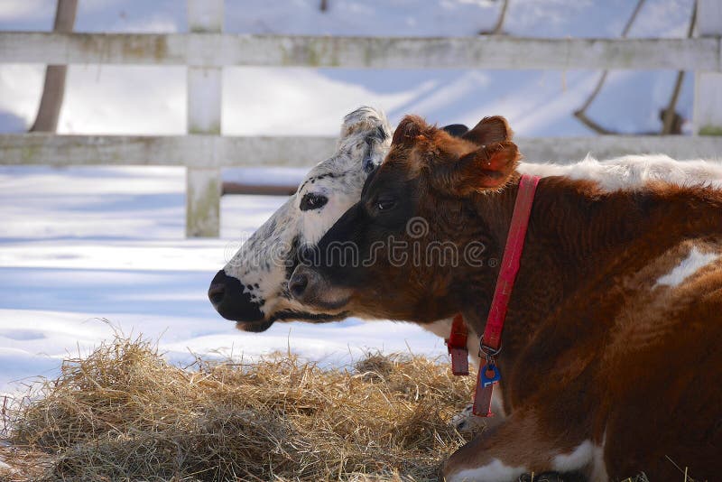 Perfil de la vaca imagen de archivo. Imagen de primer - 54656443