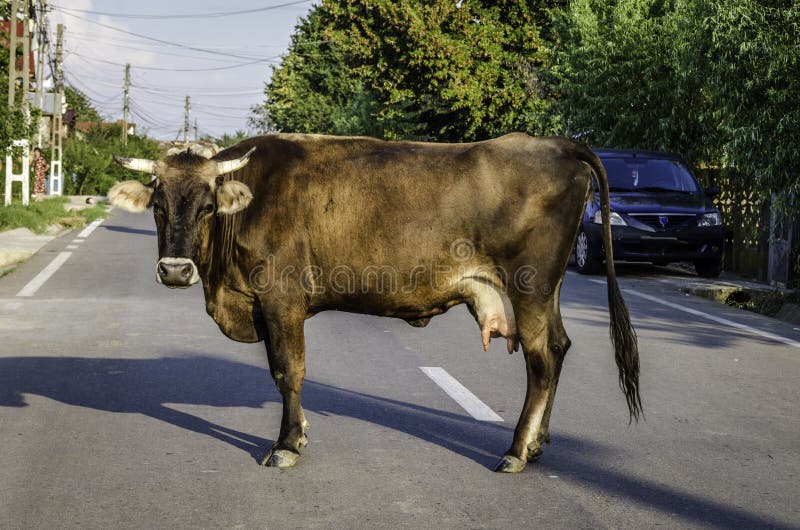 Perfil de la vaca foto de archivo. Imagen de animal, aldea - 81630148
