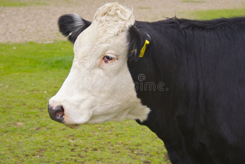 532 Perfil De Una Vaca Lechera Fotos - Libres de Derechos y Gratuitas ...