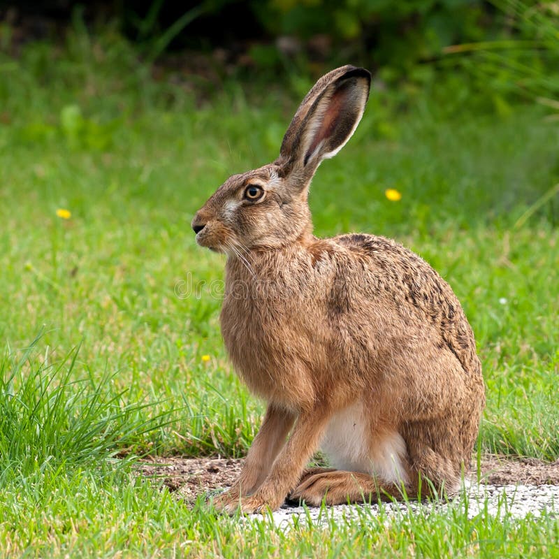 Perfil de las liebres foto de archivo. Imagen de verano - 42746804