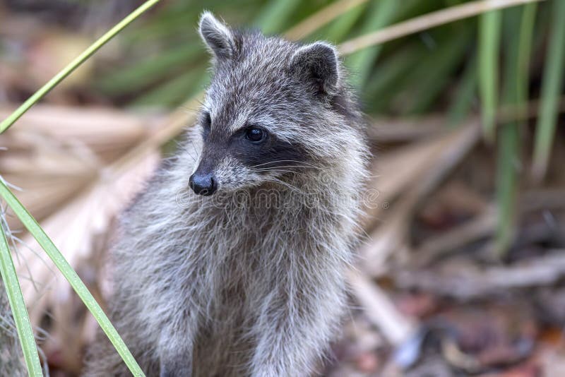 Perfil de mapache imagen de archivo. Imagen de criatura - 196637169