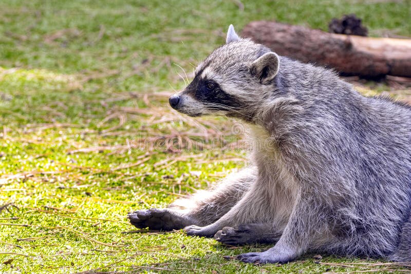 Perfil de mapache foto de archivo. Imagen de cubo, salvaje - 205910814